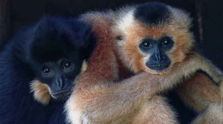 Hainan Gibbon Science Exhibition will be held at the Provincial Library ...