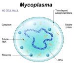 Mycoplasma pneumonia, children, infections, China