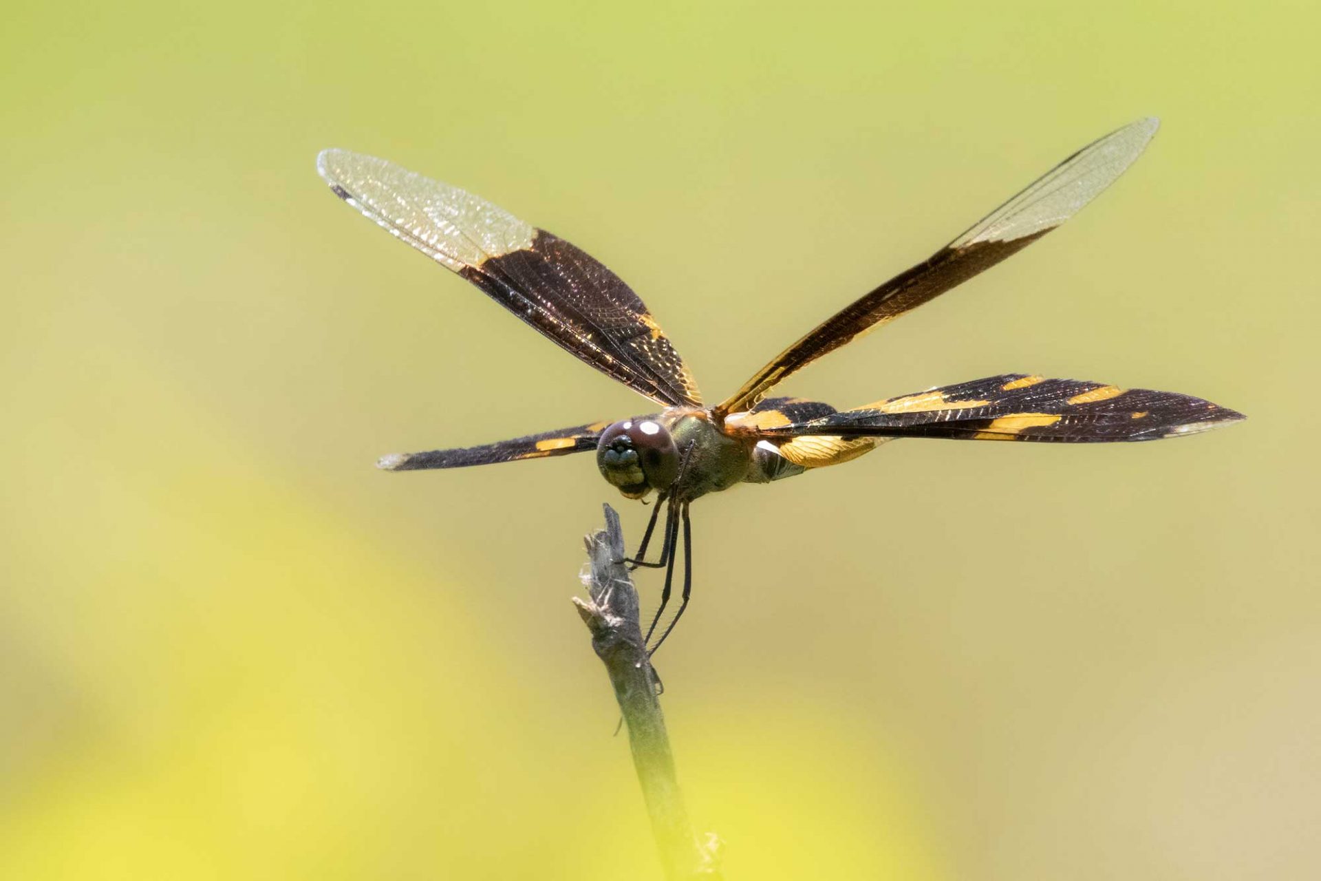 Rare Roudouye Mountain Damselfly Sighted in Hainan's Meishe River ...
