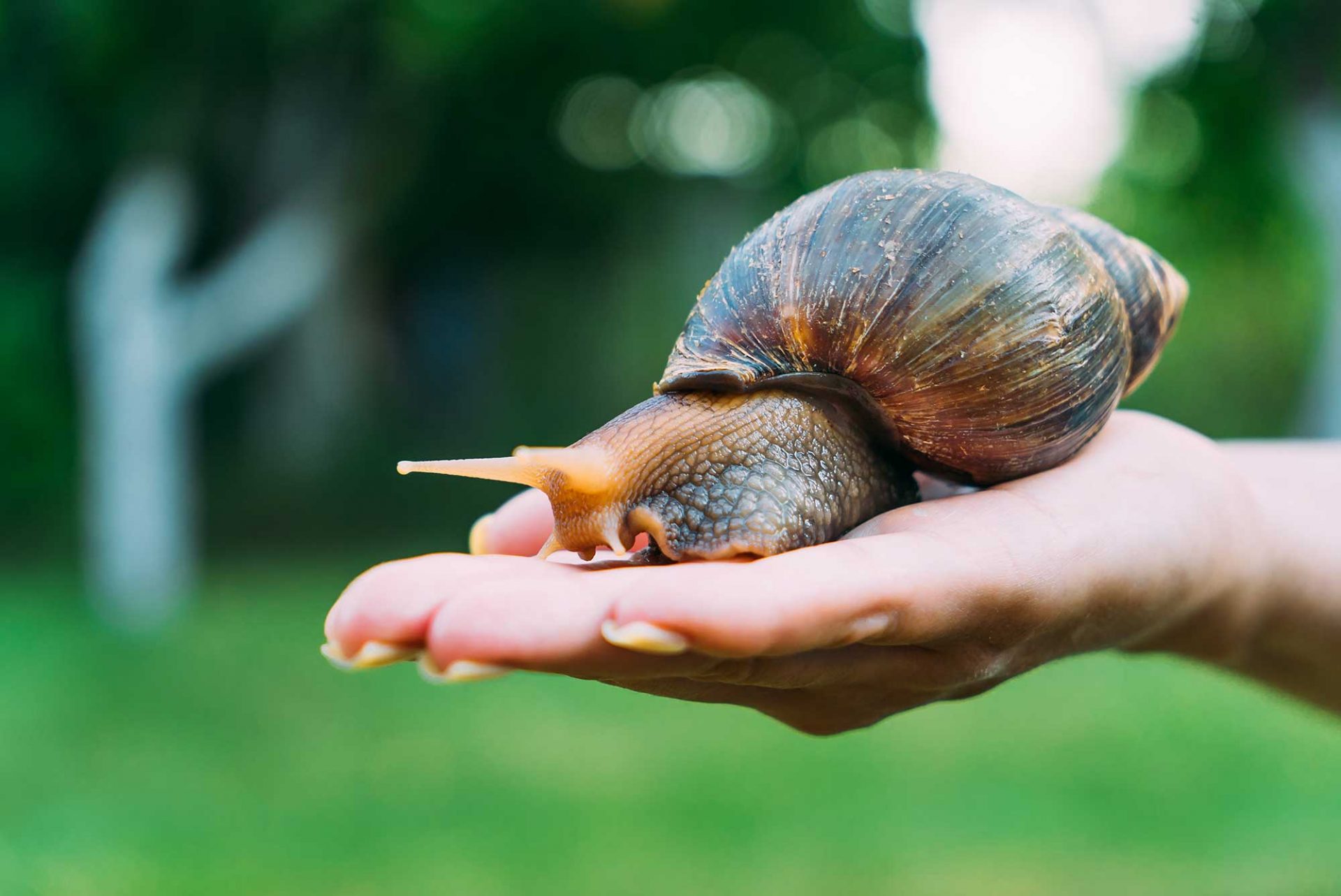 African Giant Snails: Risks, Dangers, and Prevention Tips