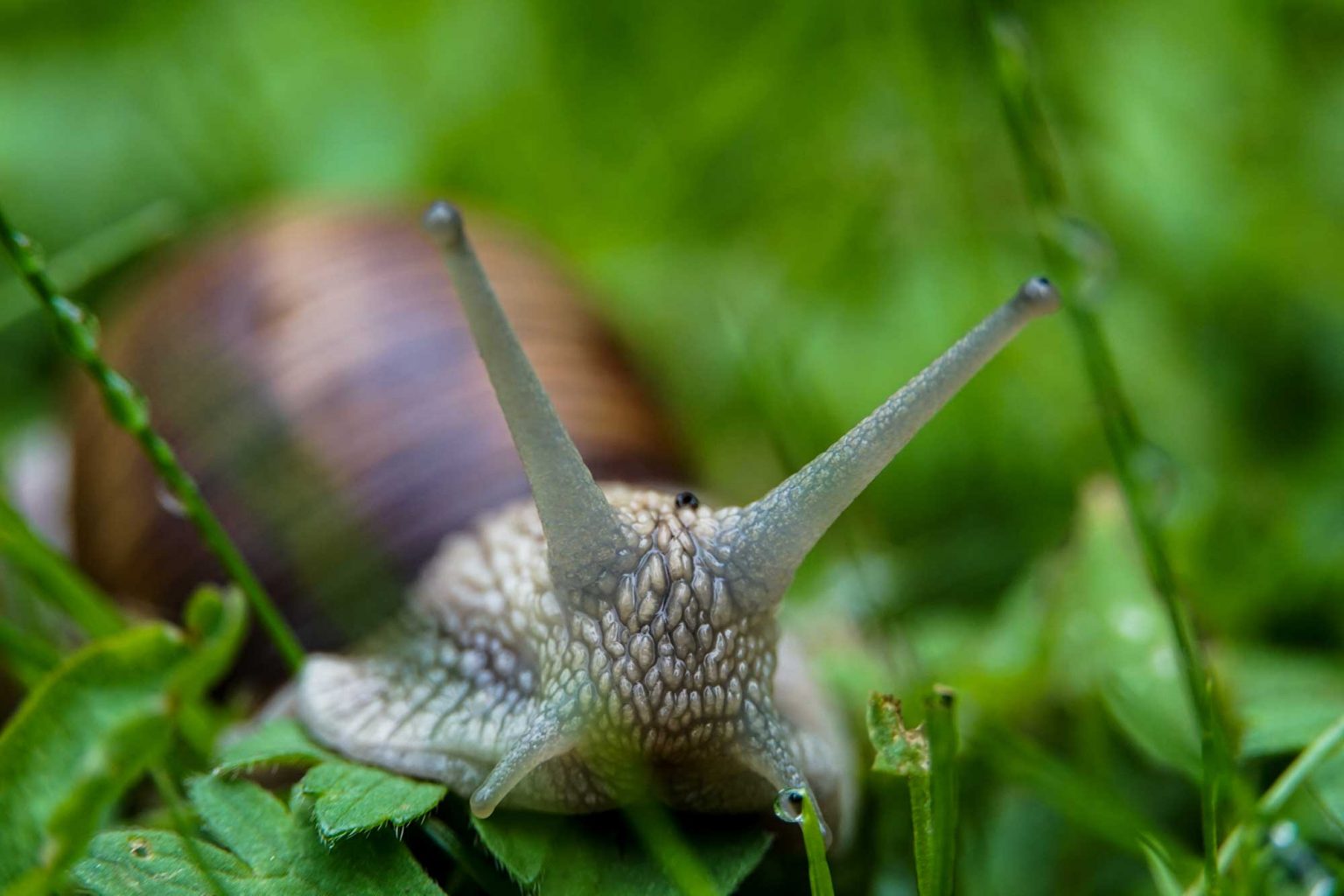 African Giant Snails: Risks, Dangers, and Prevention Tips