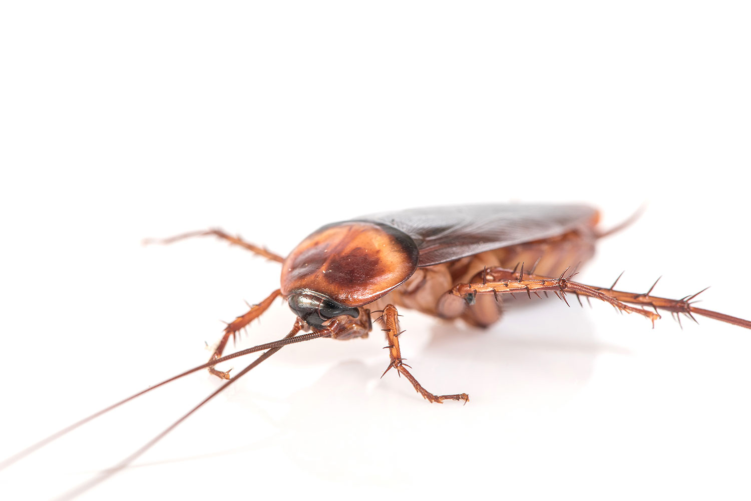 58-Year-Old Man Inhales Cockroach in Sleep, Causing Respiratory Issues