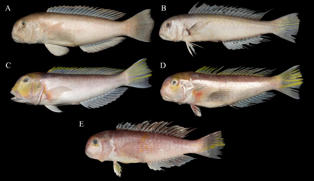 New Fish Species Branchiostegus sanae Found in South China Sea