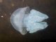 Jellyfish in Hainan: What’s Lurking in the Water (and How to Avoid It ...